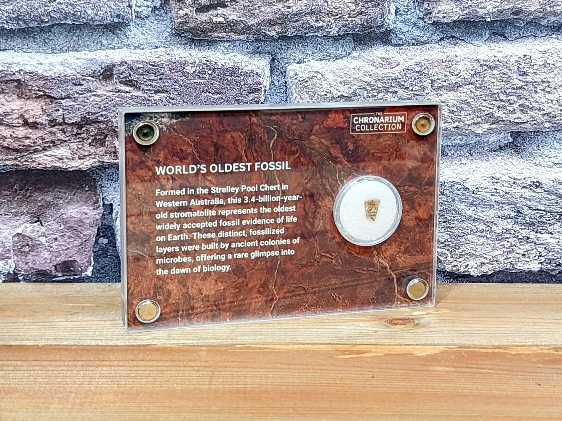 World's Oldest Fossil – Chronarium Collection